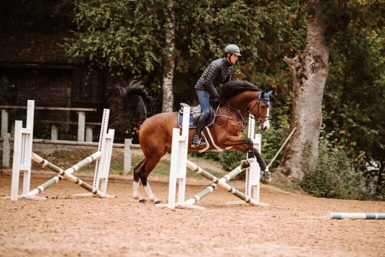 Das Springreiten: Was du wissen solltest | FUNDIS Reitsport