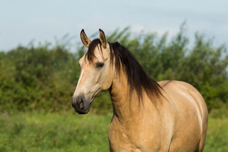 Der Lusitano - Pferderassenportrait | FUNDIS Reitsport