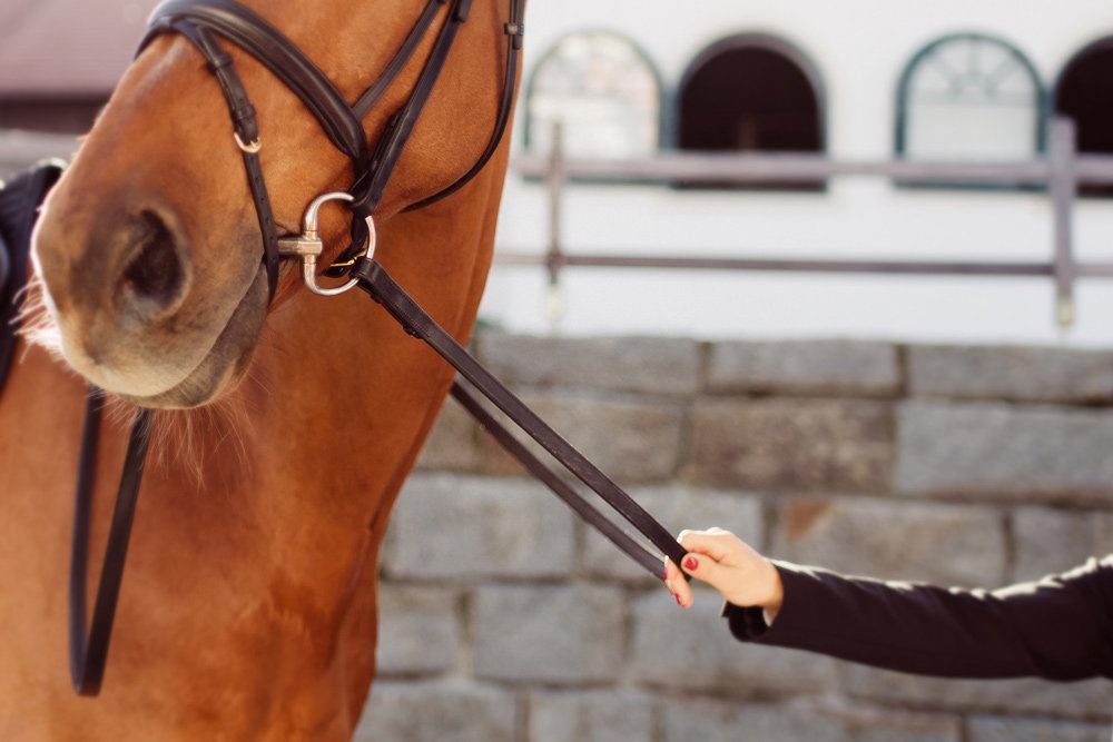 Pferde Zügel für Trensen ⇒ Online kaufen | Fundis Reitsport