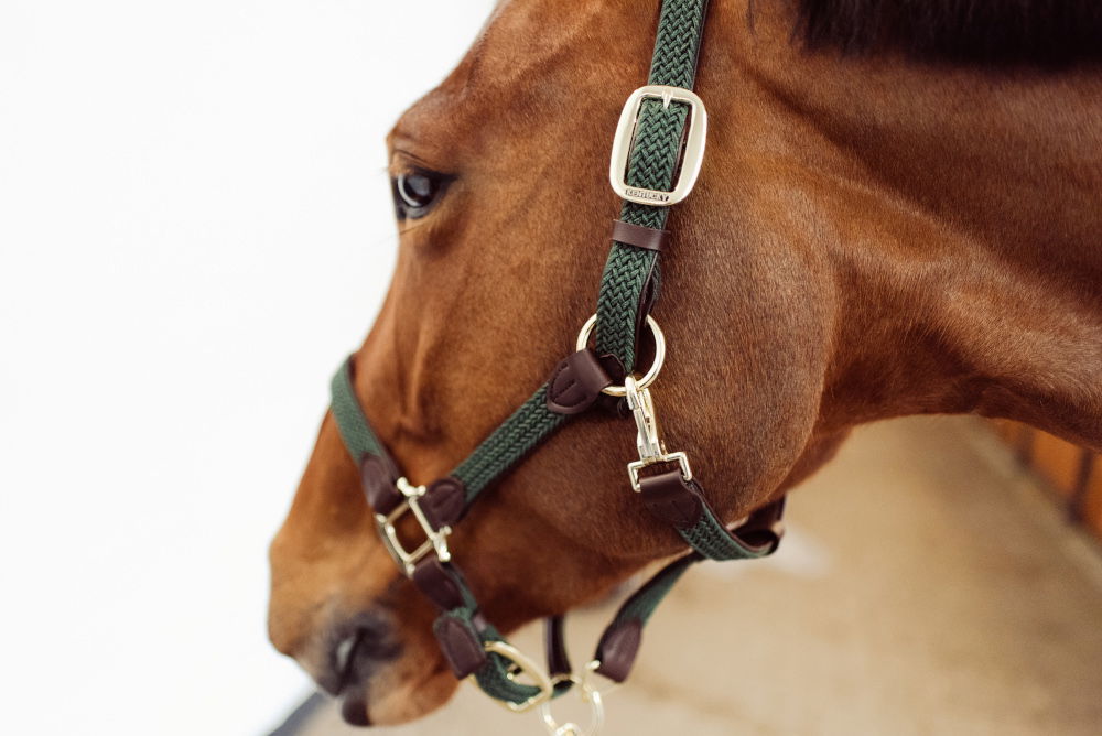 Pferde Halfter ⇒ Bequem online kaufen | Fundis Reitsport