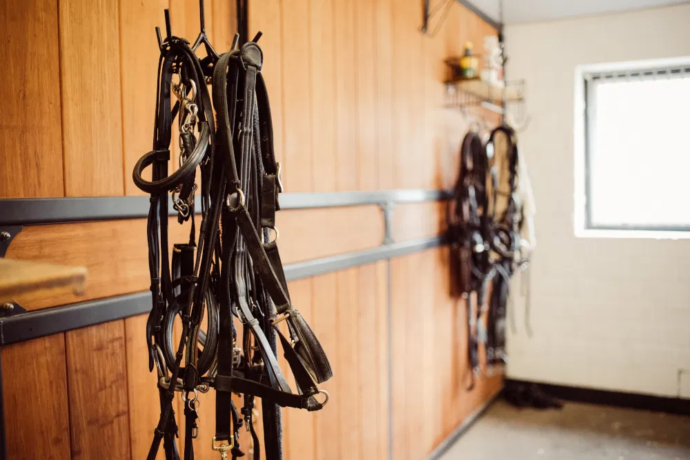 Zaumzeug bequem online kaufen | Fundis Reitsport